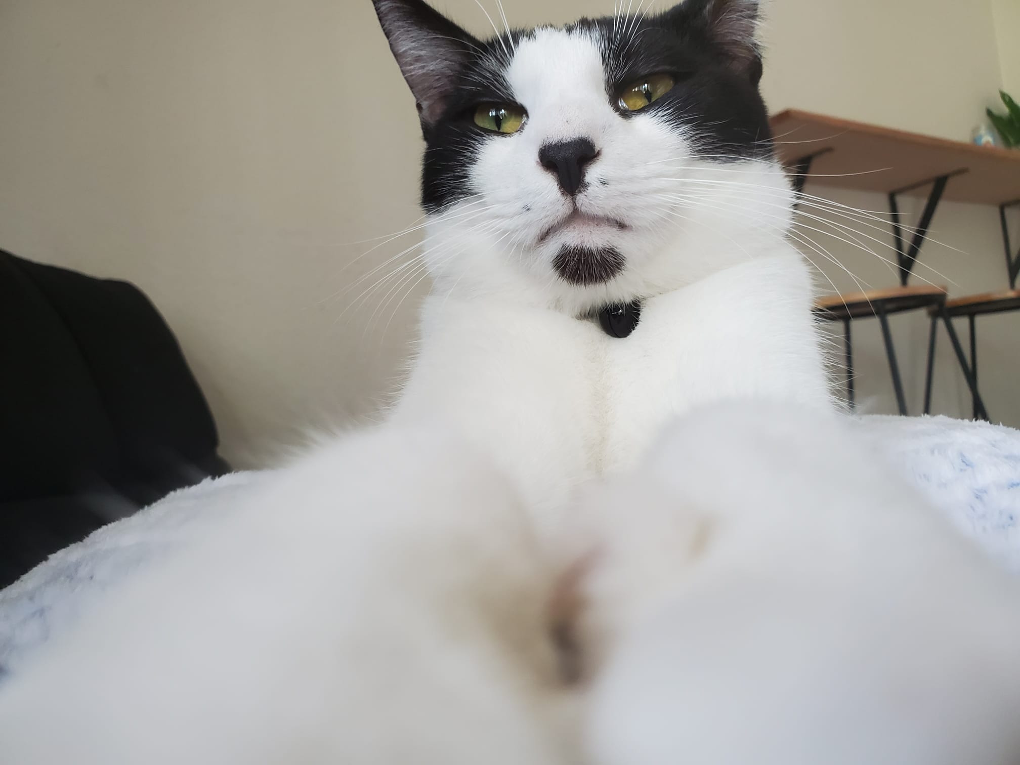 Pets of Sirena: Dumbledore - Sirena Inc.