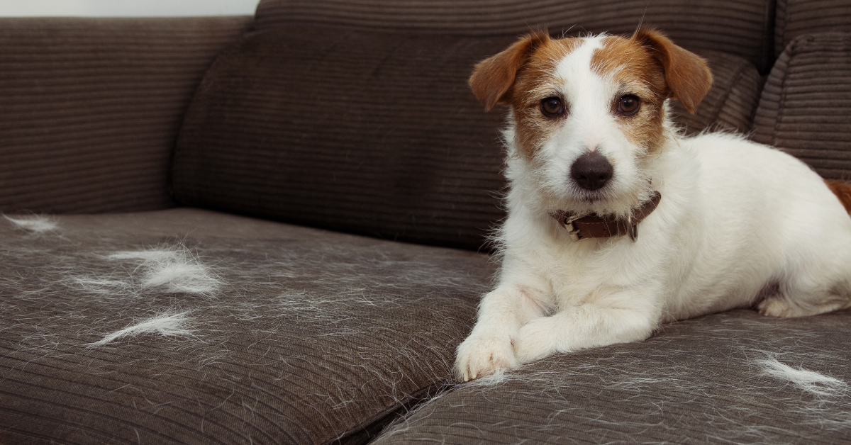 How to Clean Pet Hair Like a Pro (And The Tools You Need to Do It ...